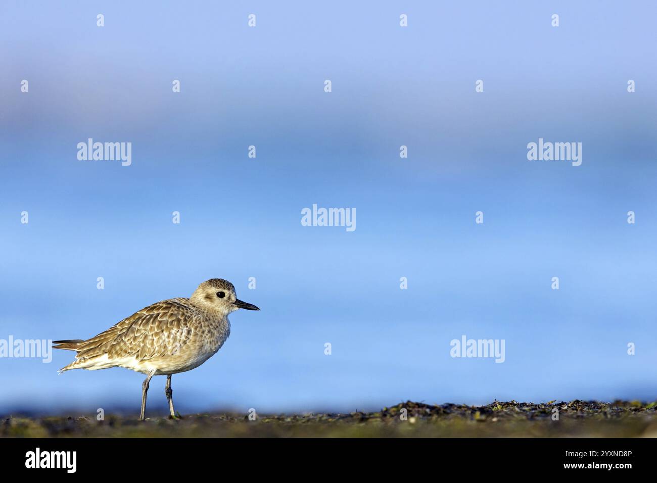 Little Ringed Plover, (Pluvialis squatarola), animal, animals, bird ...
