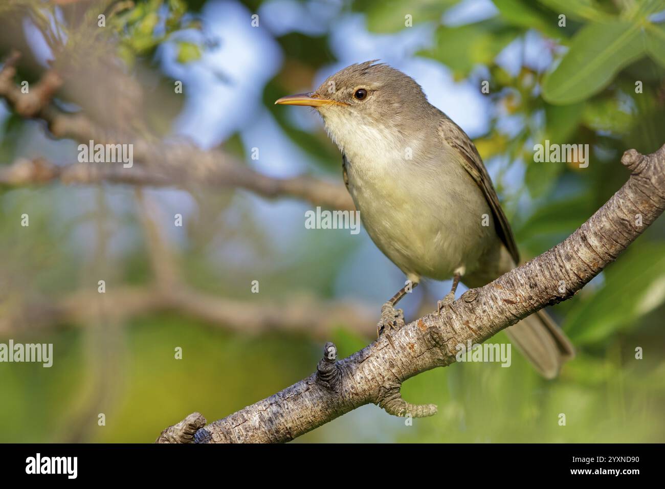 Olive warbler, (Hippolais olivetorum), animal, animals, bird, birds ...