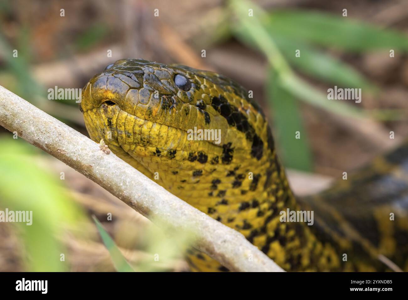 Yellow anaconda (Eunectes notaeus), also known as Paraguay anaconda or ...
