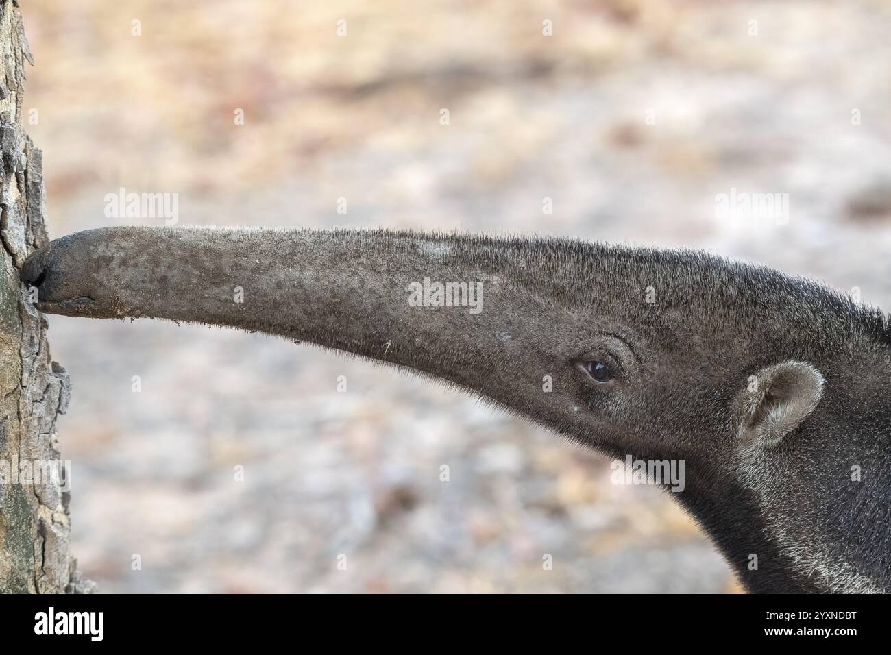 Giant anteater (Myrmecophaga tridactyla), at dusk, in front of sunrise ...