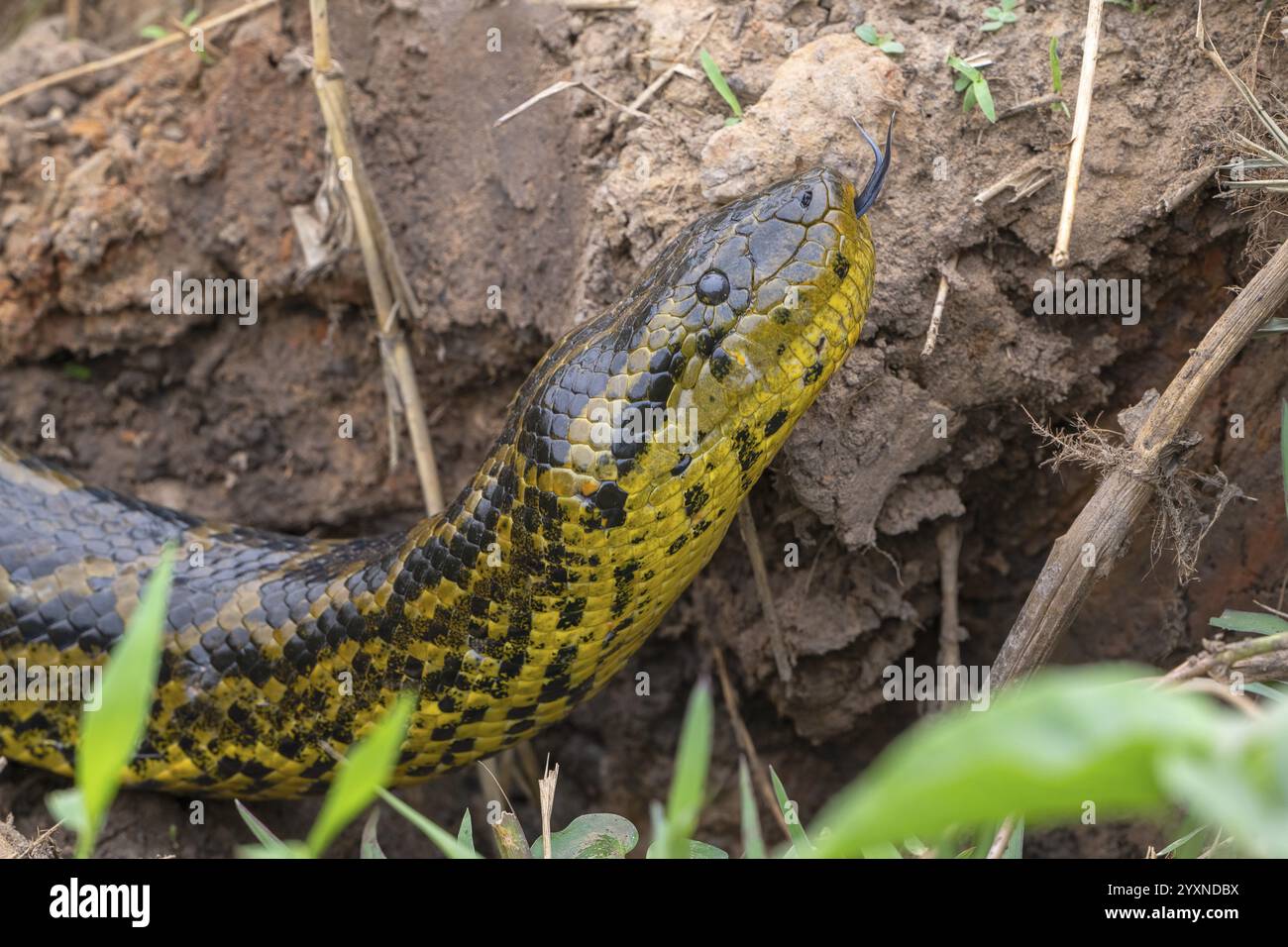 Yellow anaconda (Eunectes notaeus), also known as Paraguay anaconda or ...