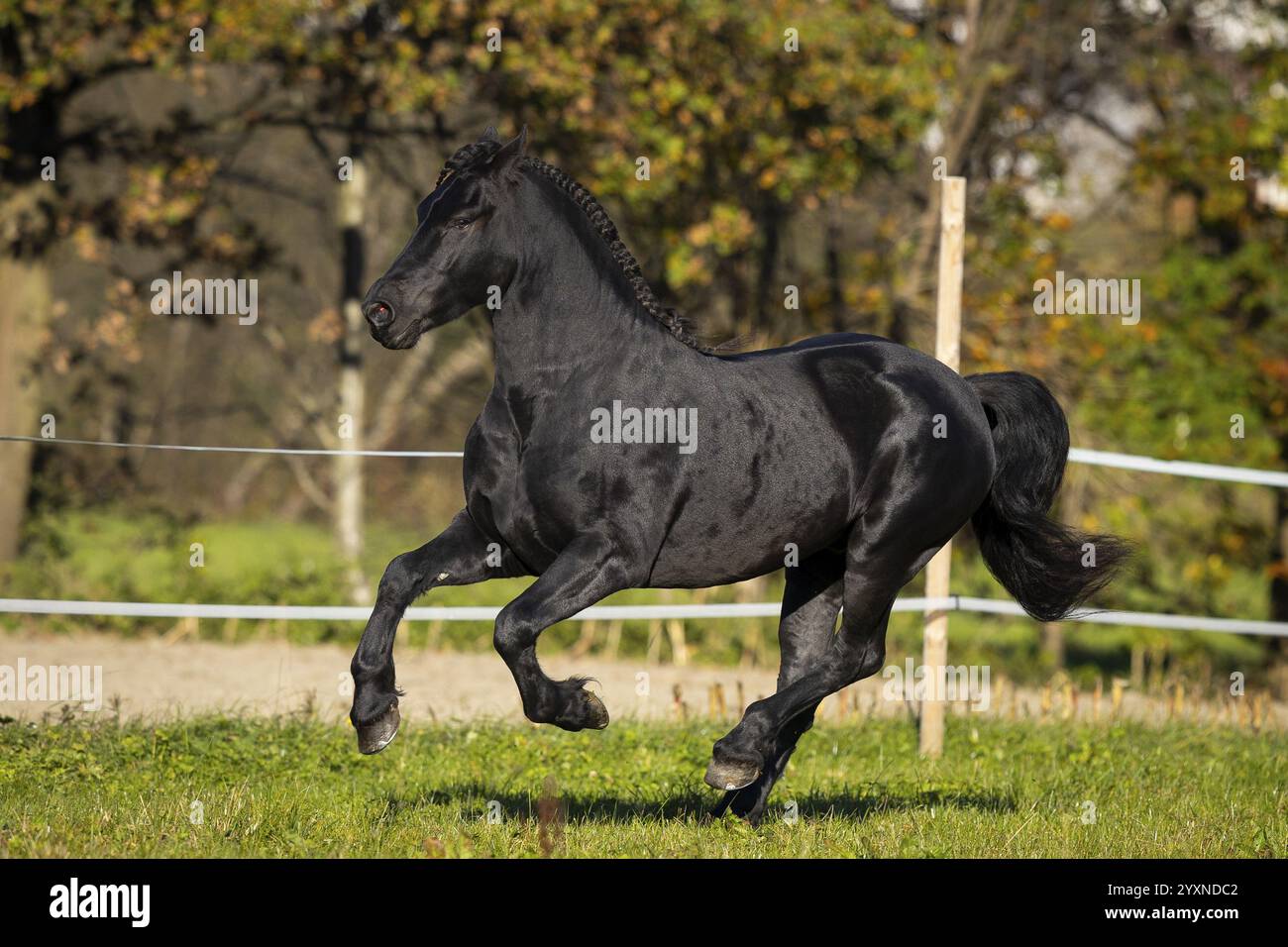 Friesian stallion in the pasture in autumn Stock Photo - Alamy