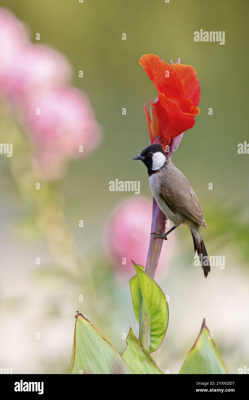 White-eared Bulbul, (Pycnonotus leucotis), animal, animals, bird, birds ...