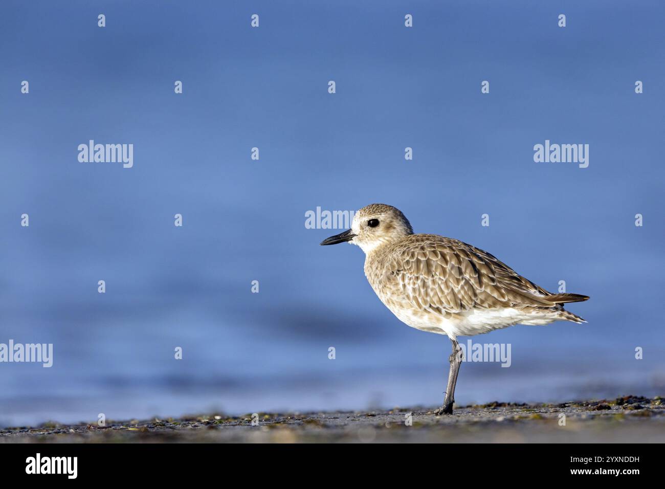 Little Ringed Plover, (Pluvialis squatarola), animal, animals, bird ...