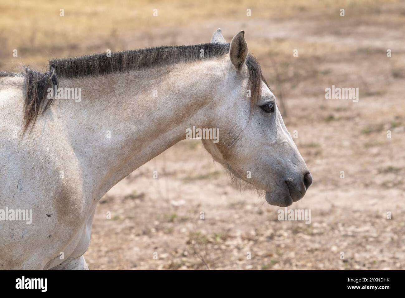 Andalusian horse (Pura Raza Espanola), animal portrait, perfect ...