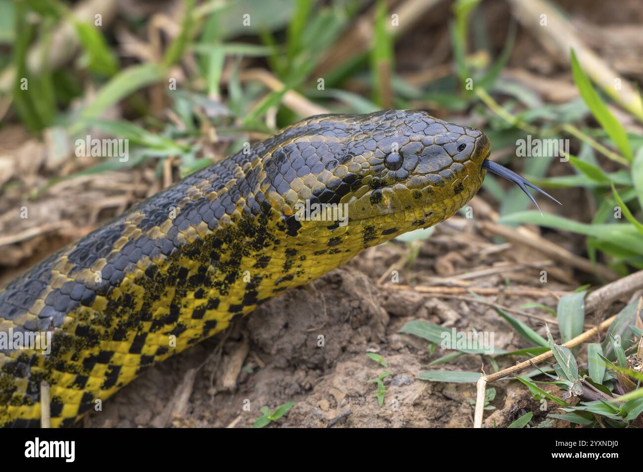 Yellow anaconda (Eunectes notaeus), also known as Paraguay anaconda or ...