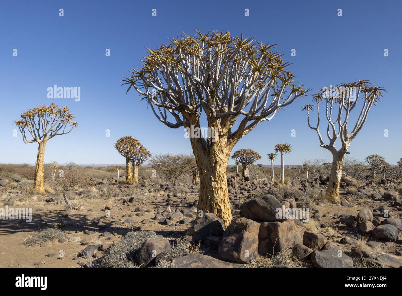 Quiver tree, Aloe dichotoma, succulent, tree, Namibia, Africa Stock Photo - Alamy