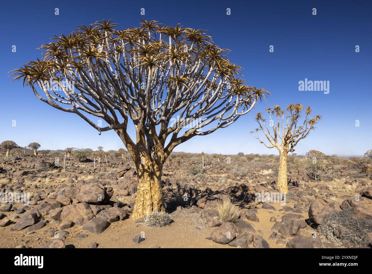 Quiver tree, Aloe dichotoma, succulent, tree, Namibia, Africa Stock ...