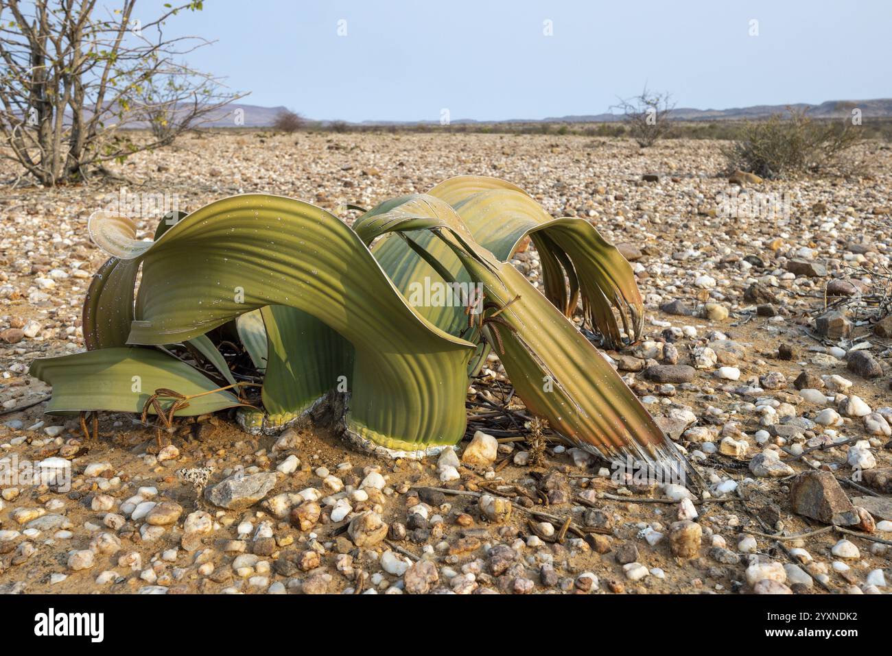 Welwitschia mirabilis, Namibia, Africa Stock Photo - Alamy