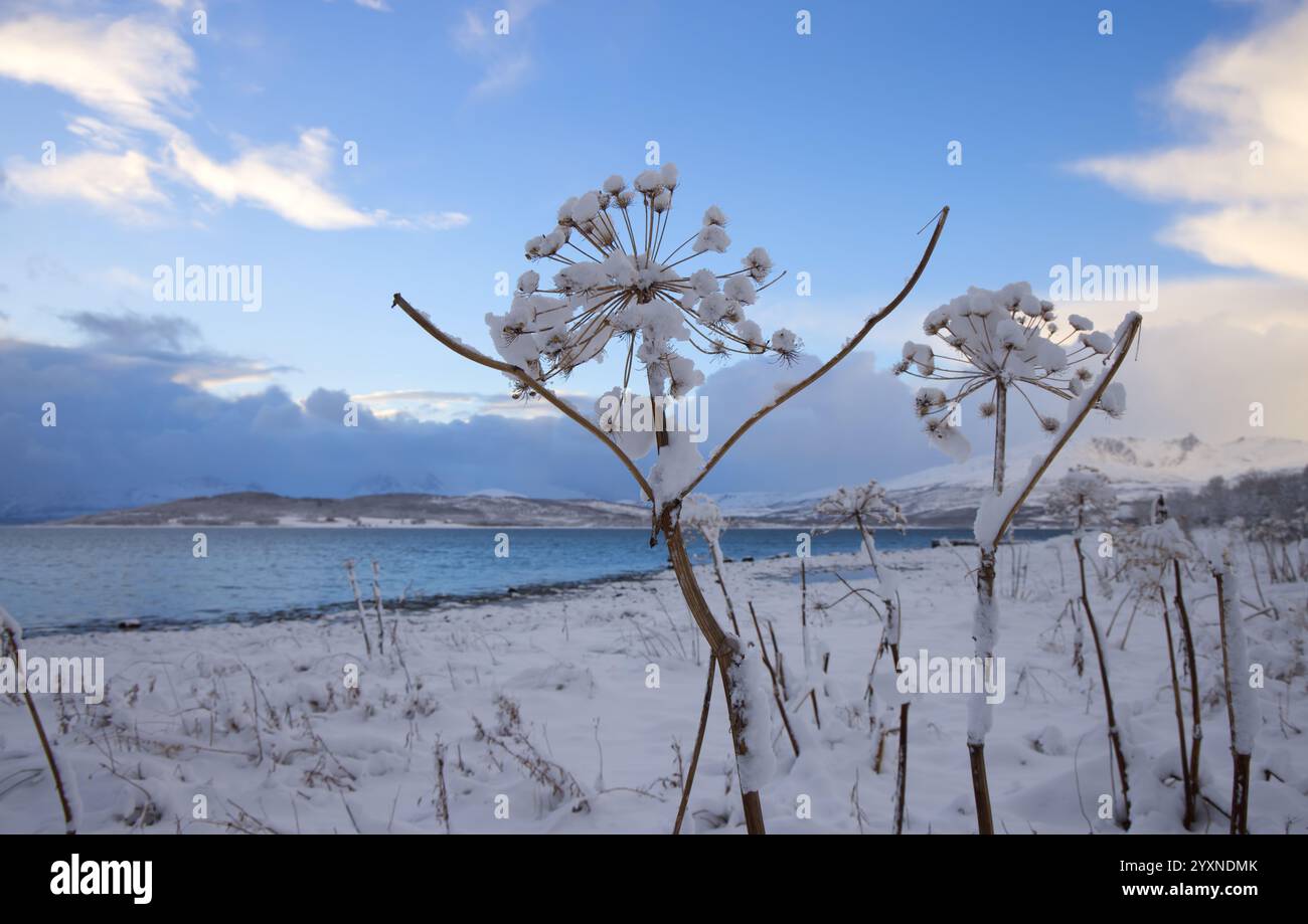 Polar morning near tromso hi-res stock photography and images - Alamy