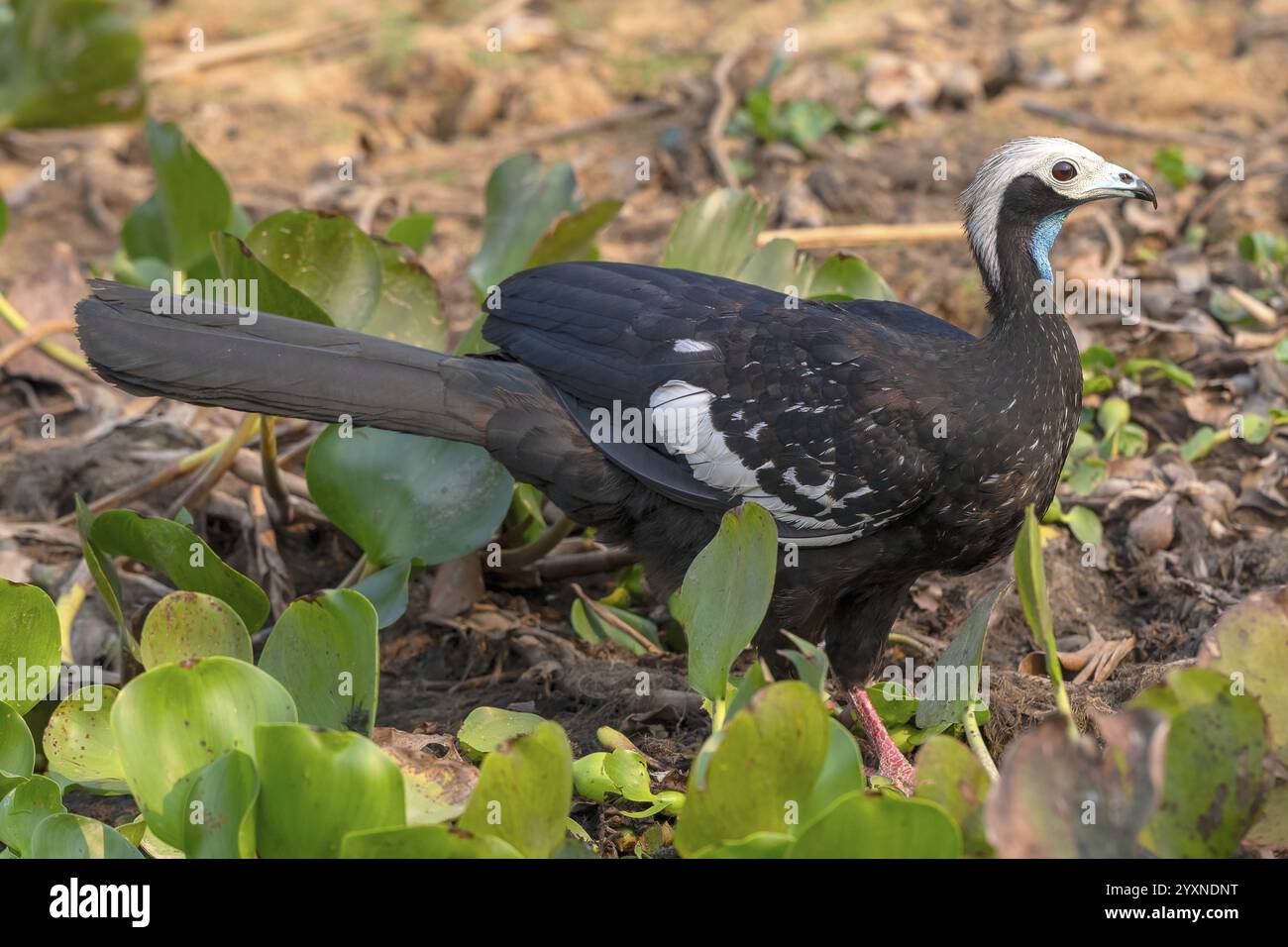 Blue-throated guan (Pipile cumanensis), Pantanal, inland, wetland ...