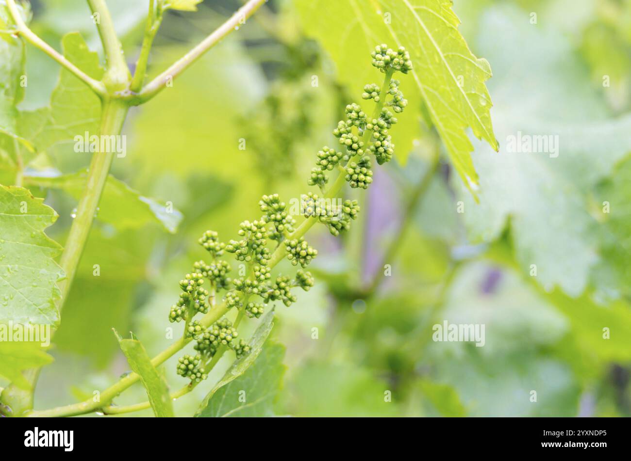Grape flower buds, baby grapes. Close-up of flowering grape vines ...