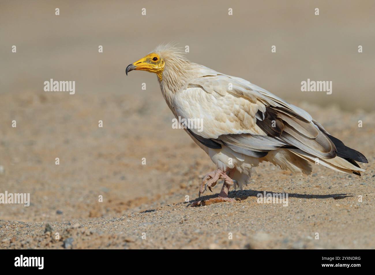 Egyptian Vulture, Neophron percnopterus, Vautour percnoptere ...