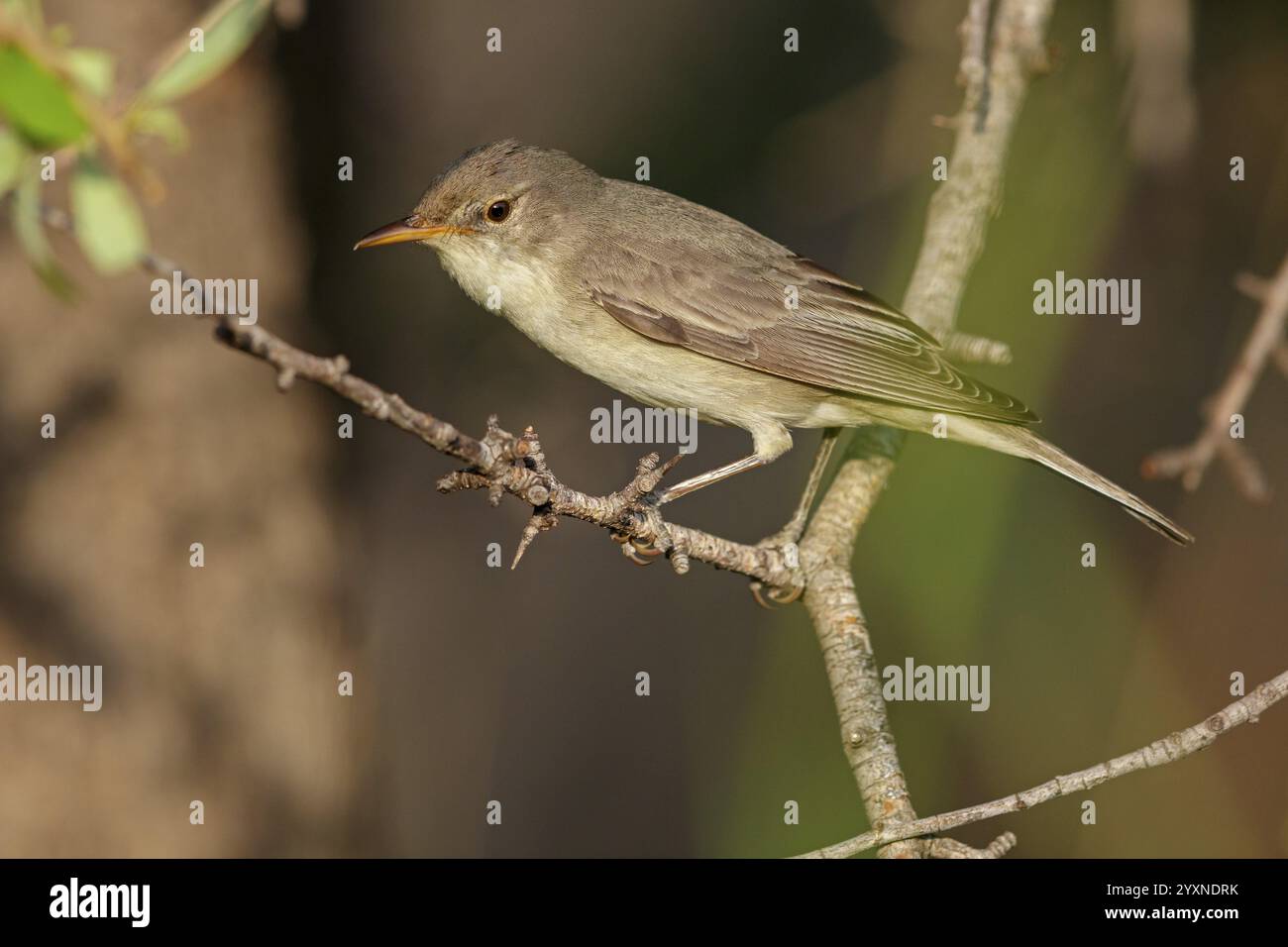 Olive warbler, (Hippolais olivetorum), animal, animals, bird, birds ...