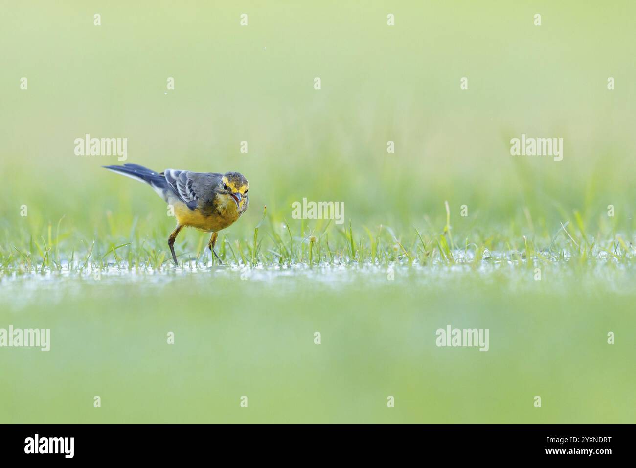 Citrine wagtail, (Motacilla citreola), songbird, family of stilts and ...