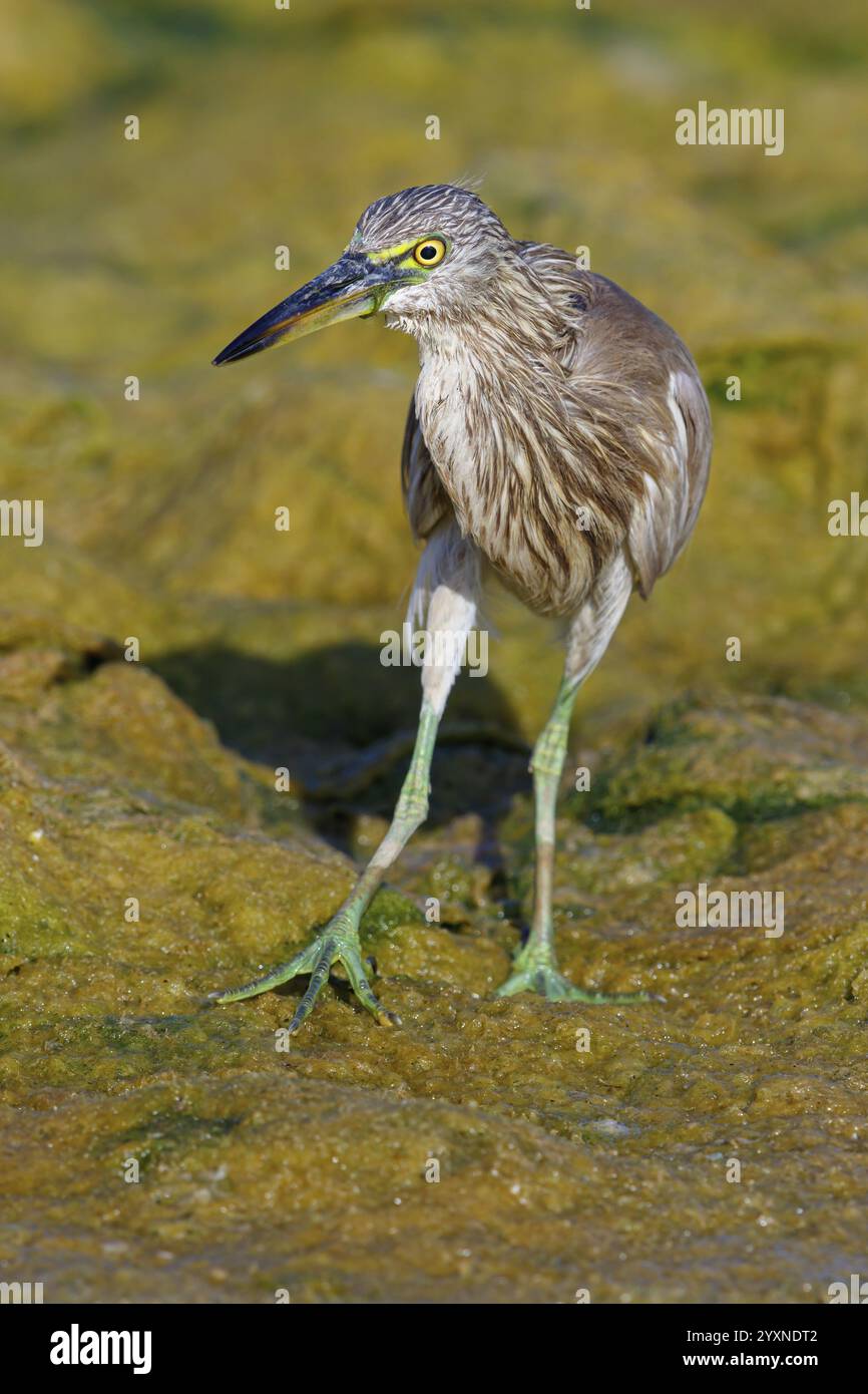 Animal, animals, bird, birds, heron, paddy heron, (Ardeola grayii ...