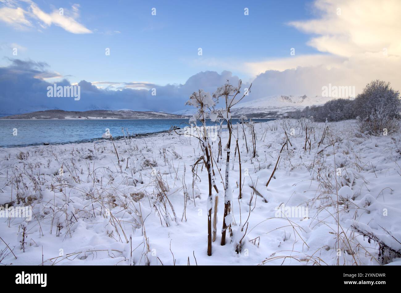 Snow covered shrubs near Tromso in Norway Stock Photo - Alamy