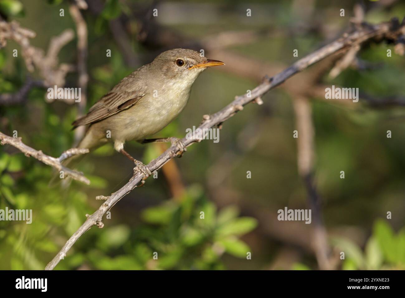 Olive warbler, (Hippolais olivetorum), animal, animals, bird, birds ...