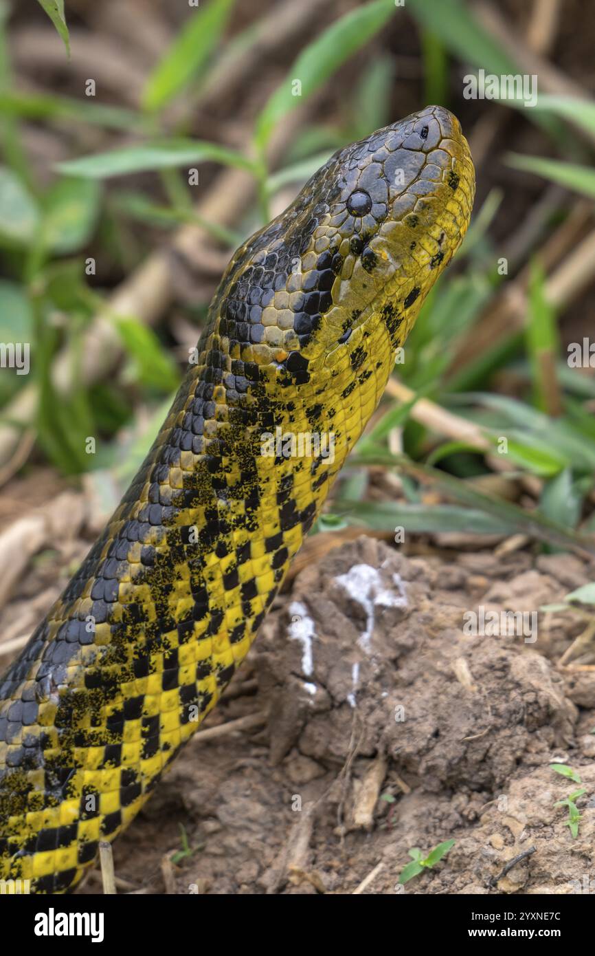 Yellow anaconda (Eunectes notaeus), also known as Paraguay anaconda or ...