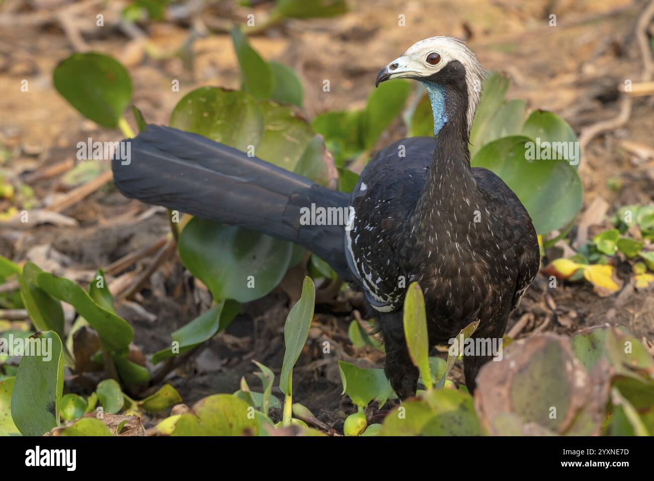 Blue-throated guan (Pipile cumanensis), Pantanal, inland, wetland ...