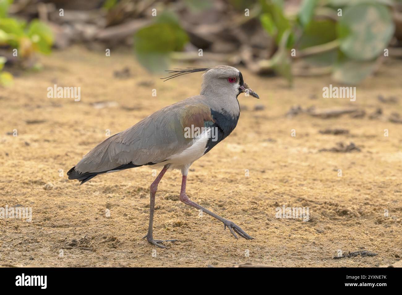 Bronze lapwing (Vanellus chilensis), Pantanal, inland, wetland, UNESCO ...