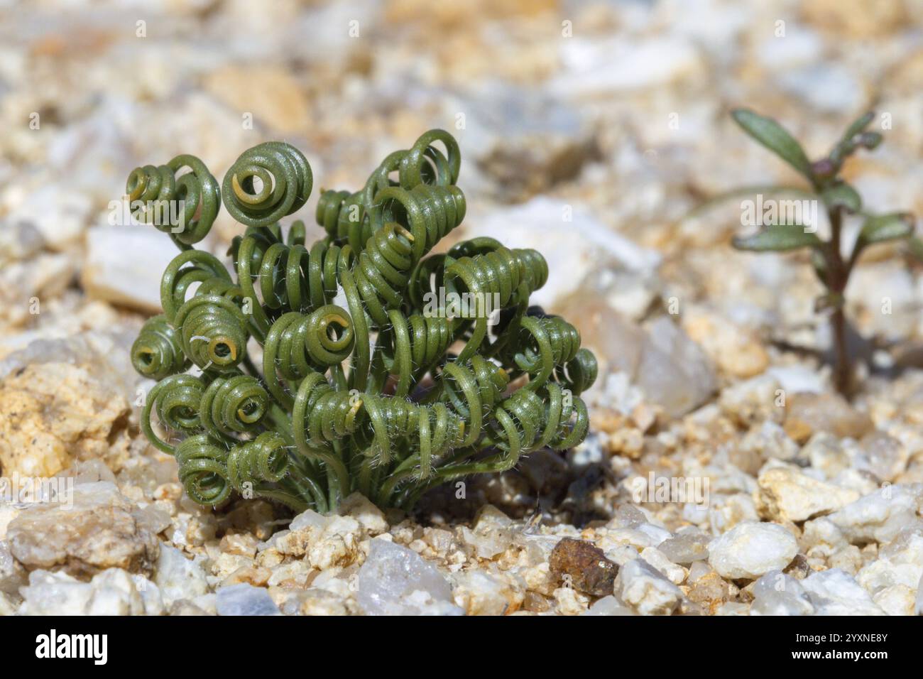 Namib bulbine, Bulbine namaensis, lily plant, Namibia, Africa Stock ...