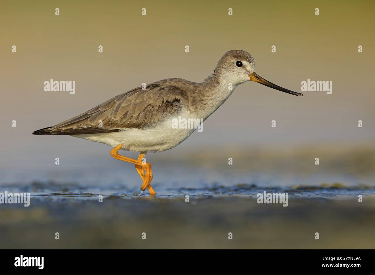 Terek sandpiper, (Xenus cinereus), animal, animals, bird, birds, snipe ...