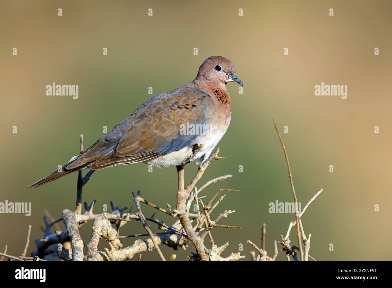 Palm Pigeon, Senegal Pigeon, (Streptopelia senegalensis), Animals ...