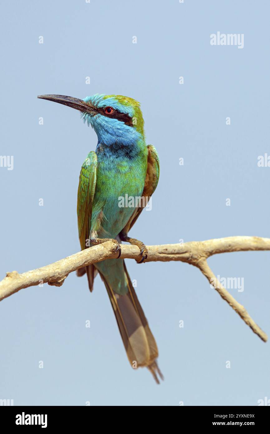 Emerald spint, (Merops orientalis), animal, animals, bird, birds, bee ...