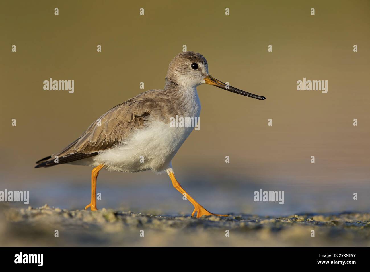 Terek sandpiper, (Xenus cinereus), animal, animals, bird, birds, snipe ...