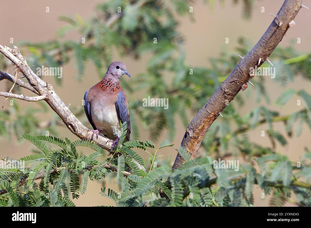 Palm Pigeon, Senegal Pigeon, (Streptopelia senegalensis), Animals ...