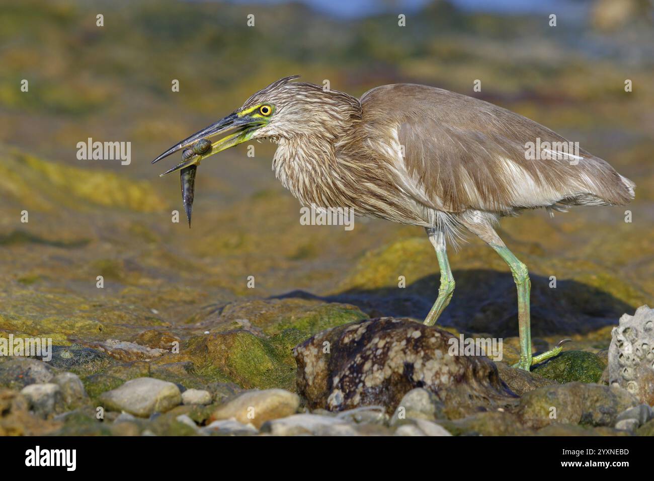Animal, animals, bird, birds, heron, paddy heron, (Ardeola grayii ...