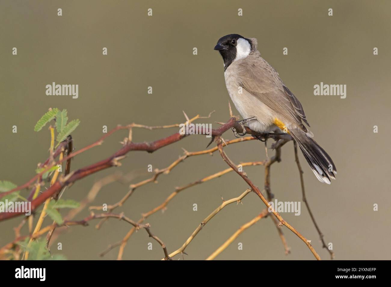 White-eared Bulbul, (Pycnonotus leucotis), animal, animals, bird, birds ...
