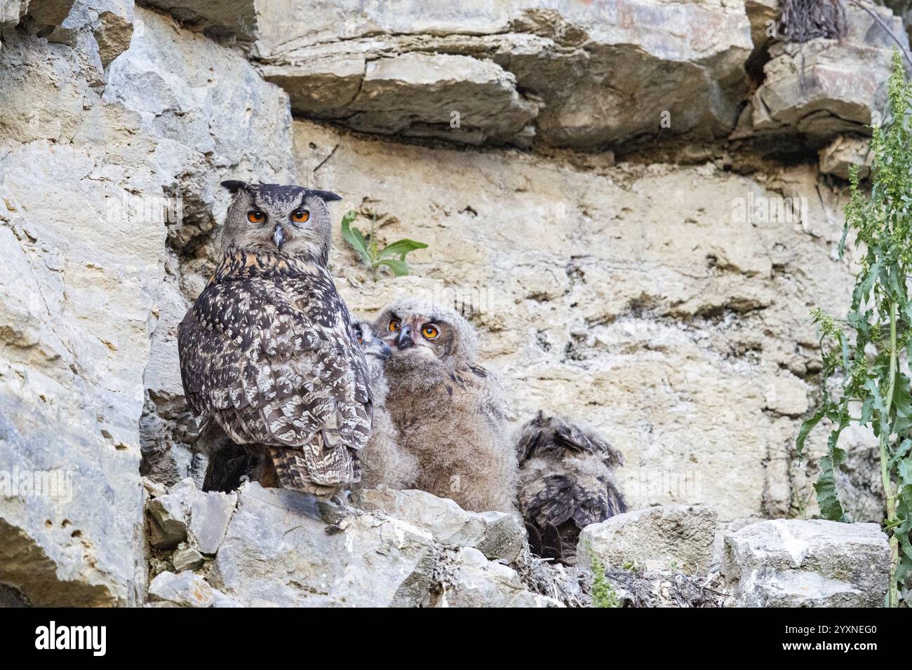 Eurasian Eagle-owl (Bubo bubo) Young birds in the rock face Old bird at ...