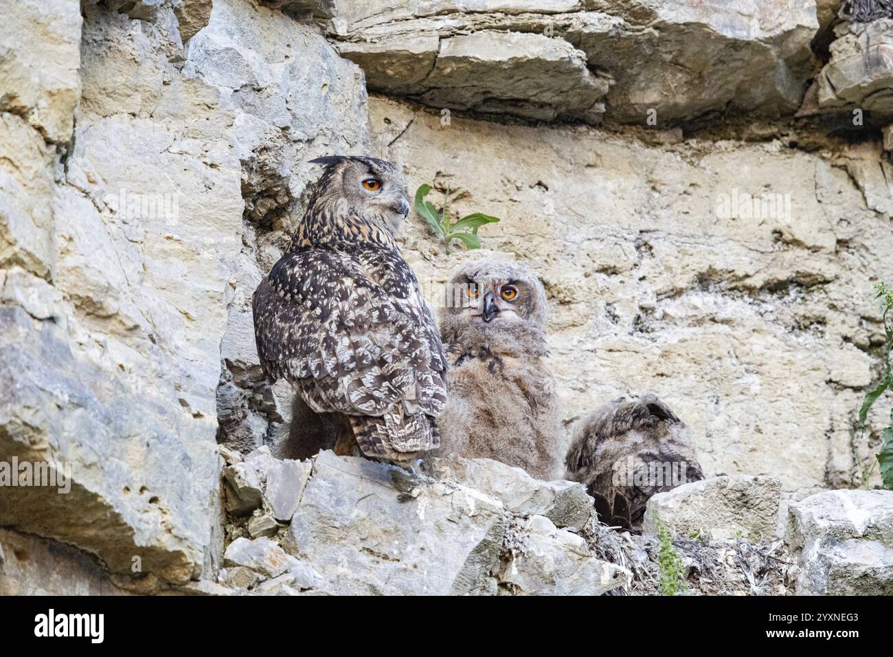 Eurasian Eagle-owl (Bubo bubo) Young birds in the rock face Old bird at ...