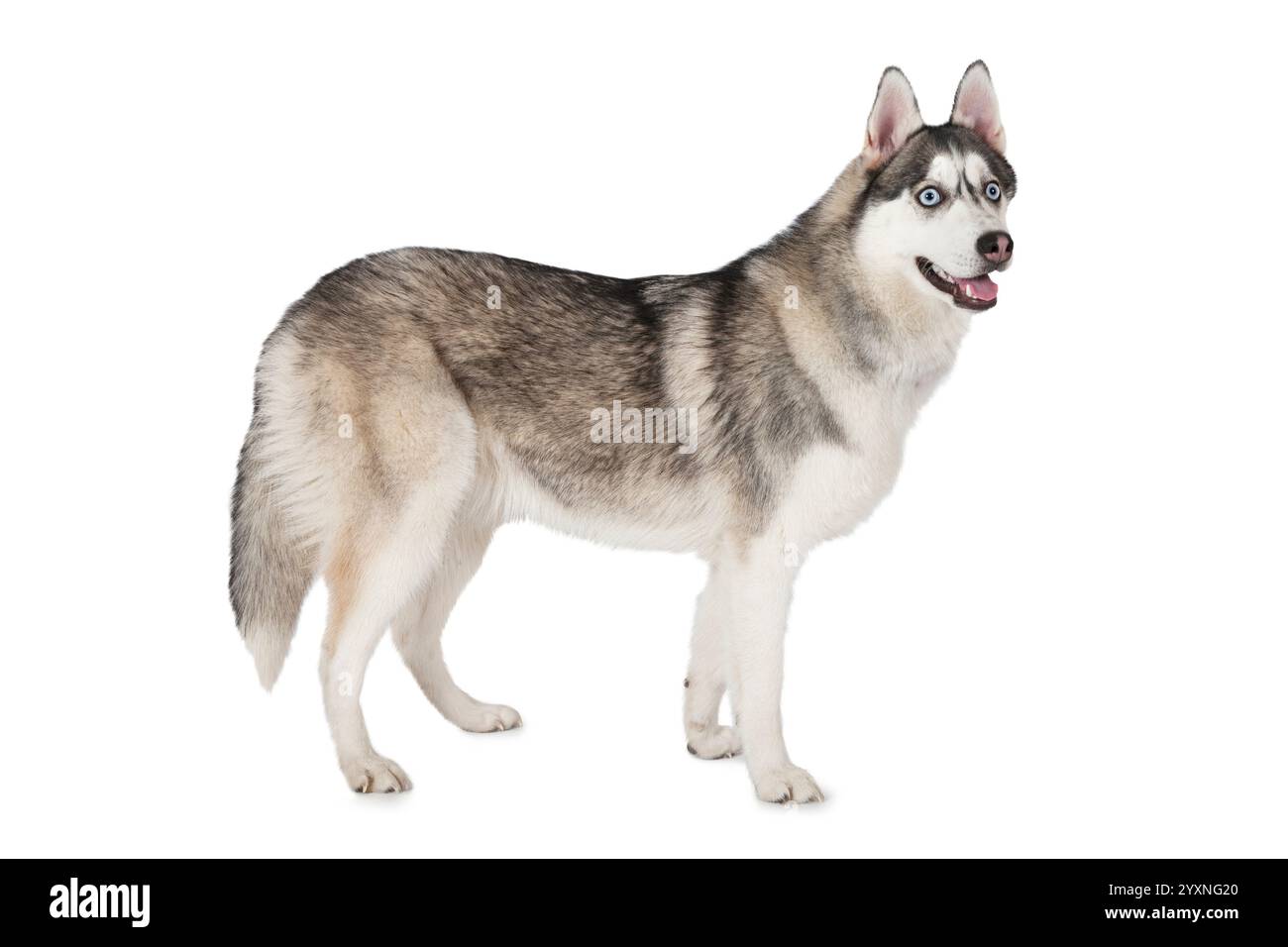 Purebred Siberian Husky dog standing in front of white background and ...