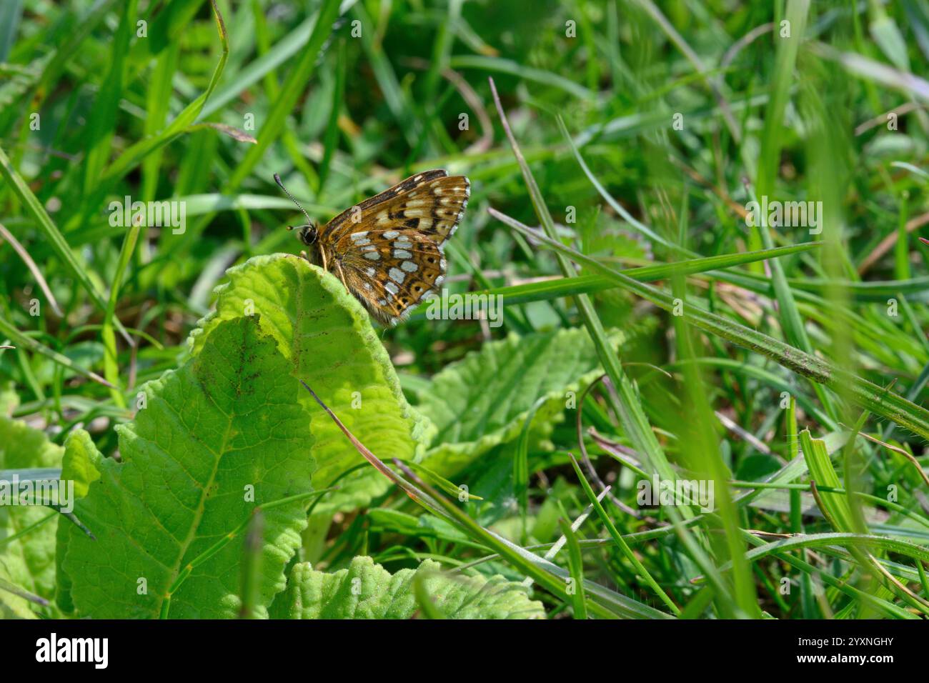 Duke of Burgundy Butterfly, Rodborough Common, Gloucestershire Stock ...