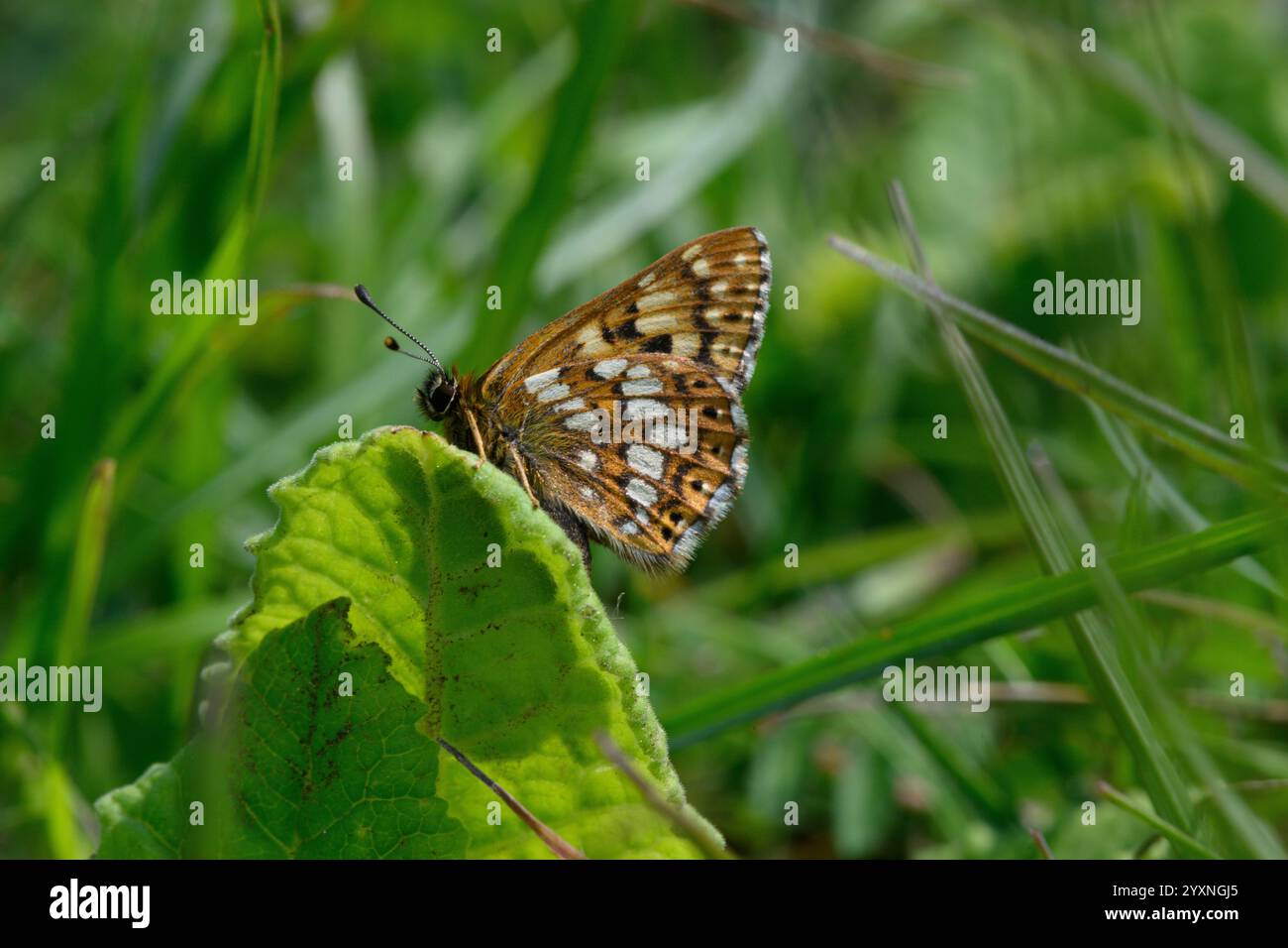 Duke of Burgundy Butterfly, Rodborough Common, Gloucestershire Stock ...