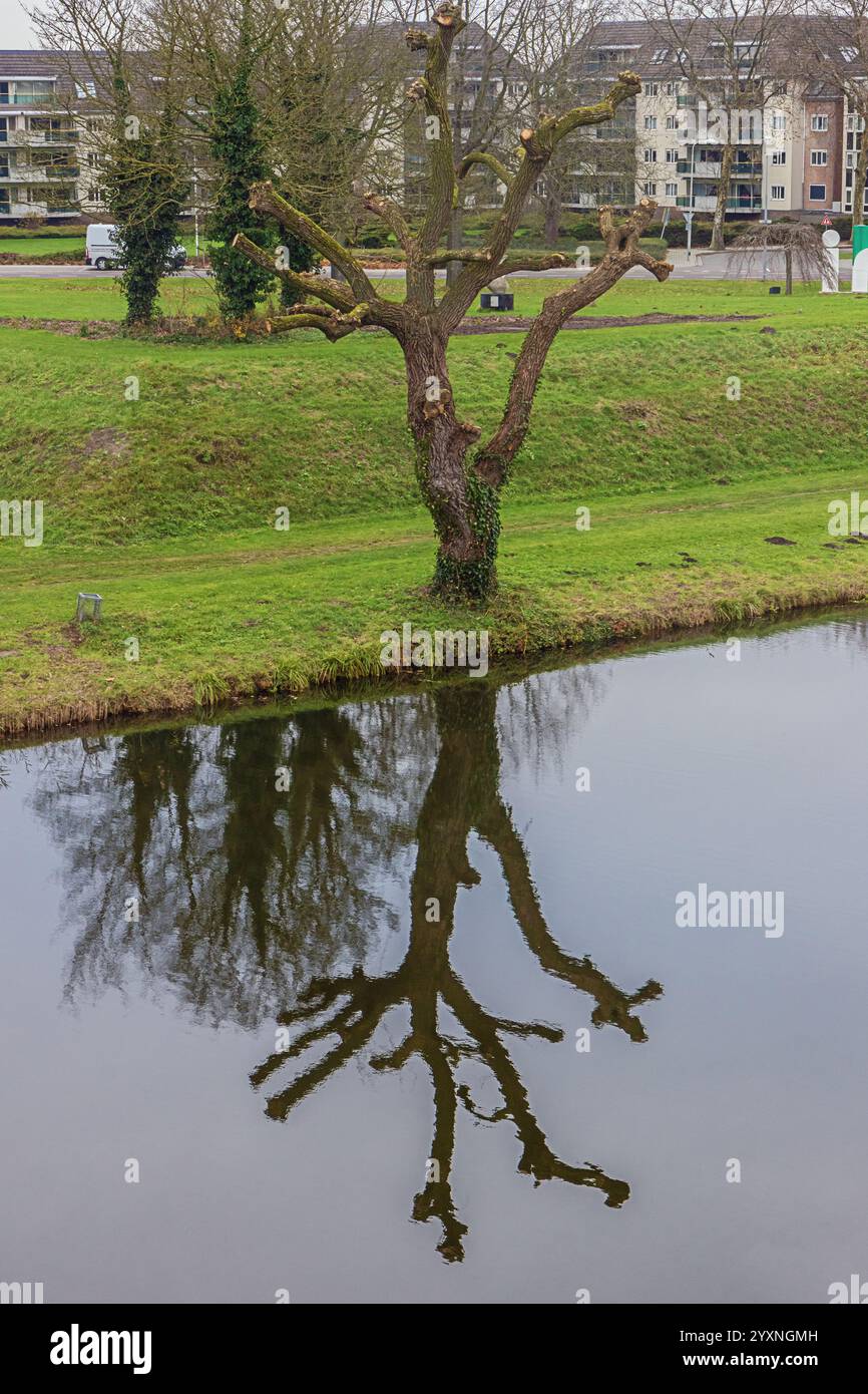 Water reflection of a lonely trimmed tree in the moat of the ...