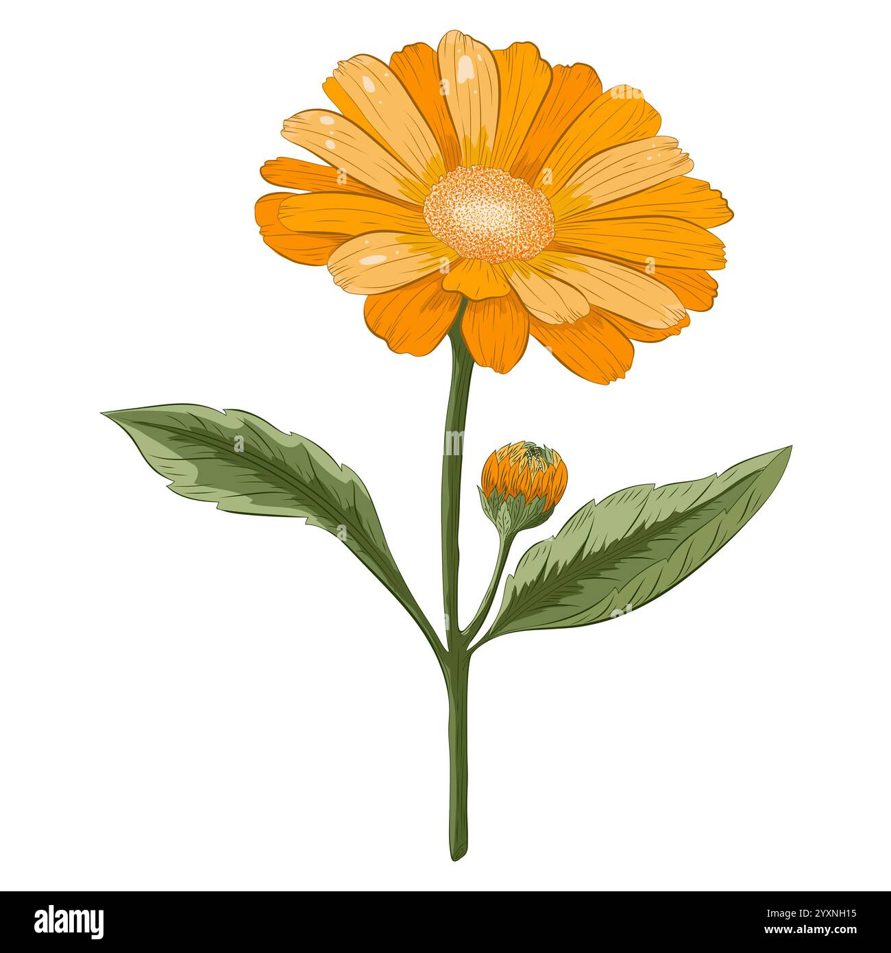 Calendula Plant Colored Detailed Vector Illustration Stock Vector Image ...
