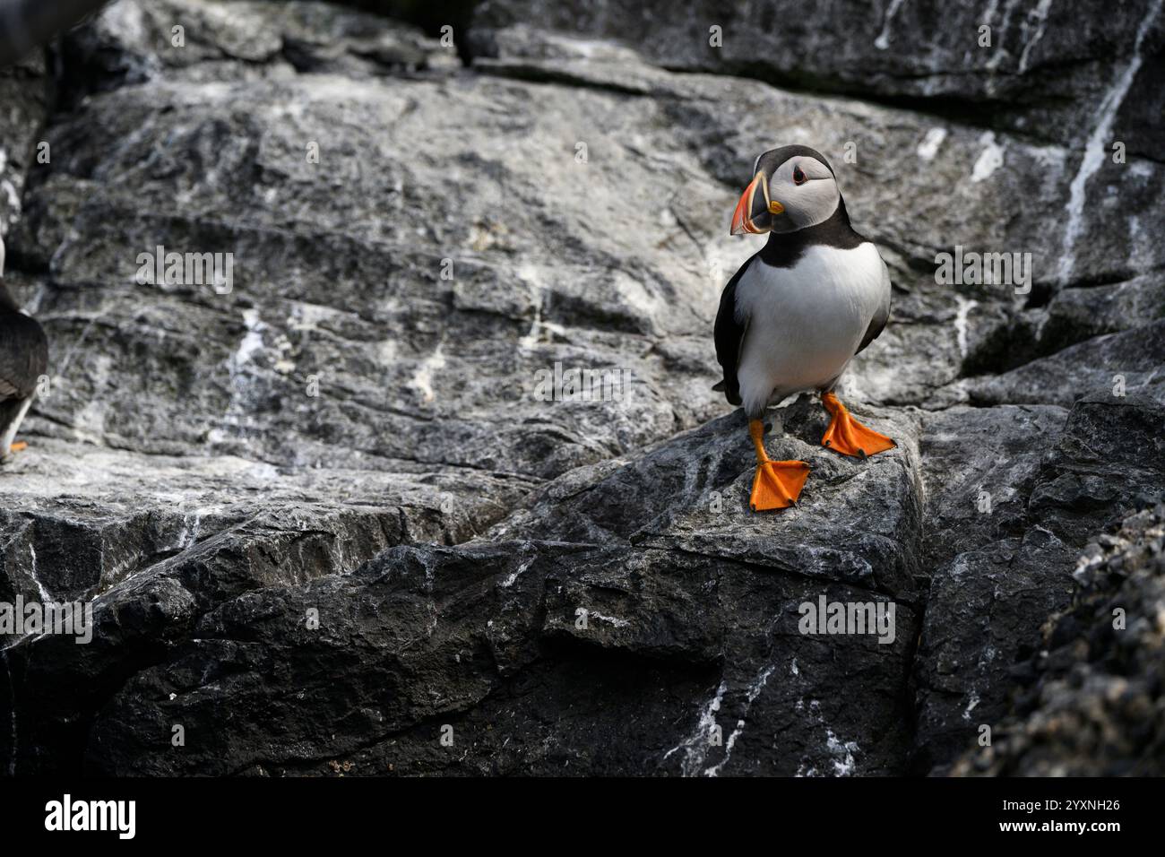 Puffin bonding hi-res stock photography and images - Alamy