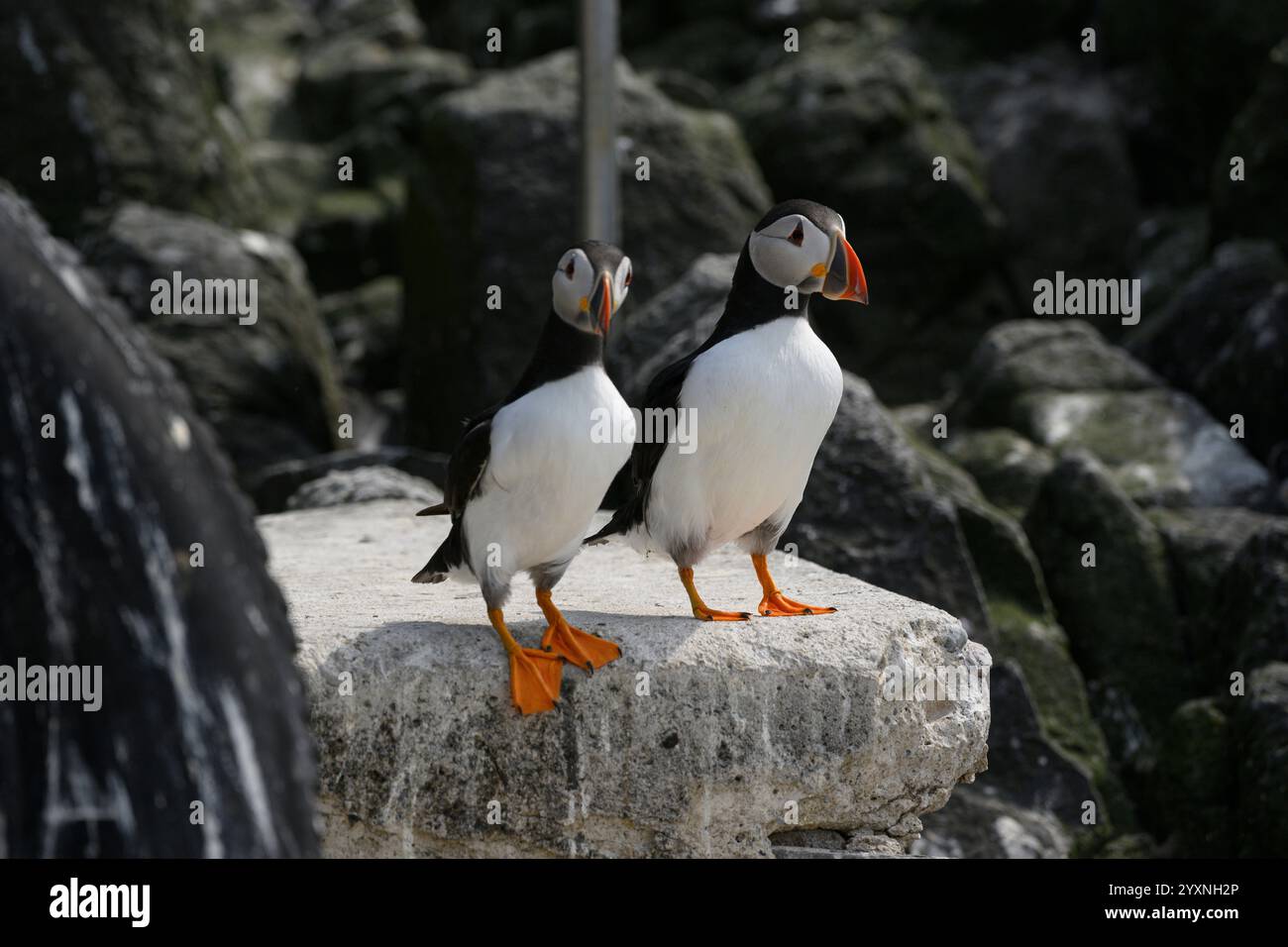 Puffin, Farne Islands Stock Photo - Alamy