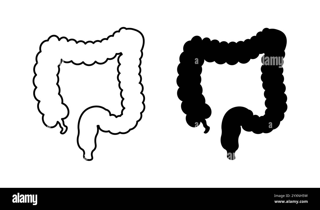 Human intestine showing large and small intestine and appendix Stock ...