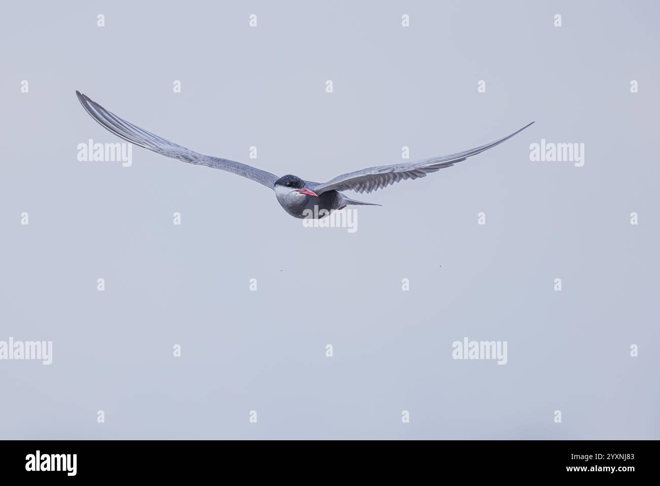 Seeschwalbe im Flug Stock Photo - Alamy