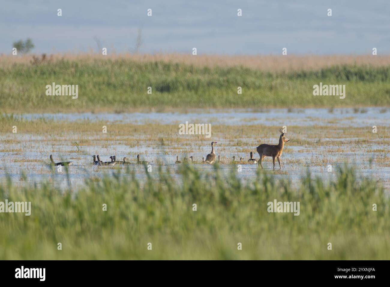 Tiere im wasser hi-res stock photography and images - Alamy