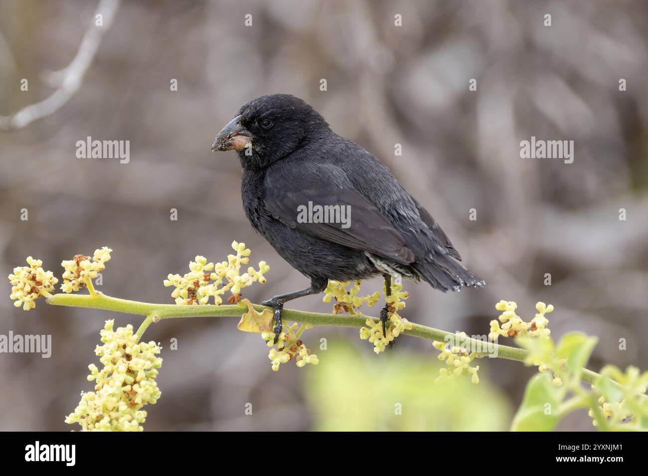 Española Cactus Finch (Geospiza conirostris). Male bird on Española ...