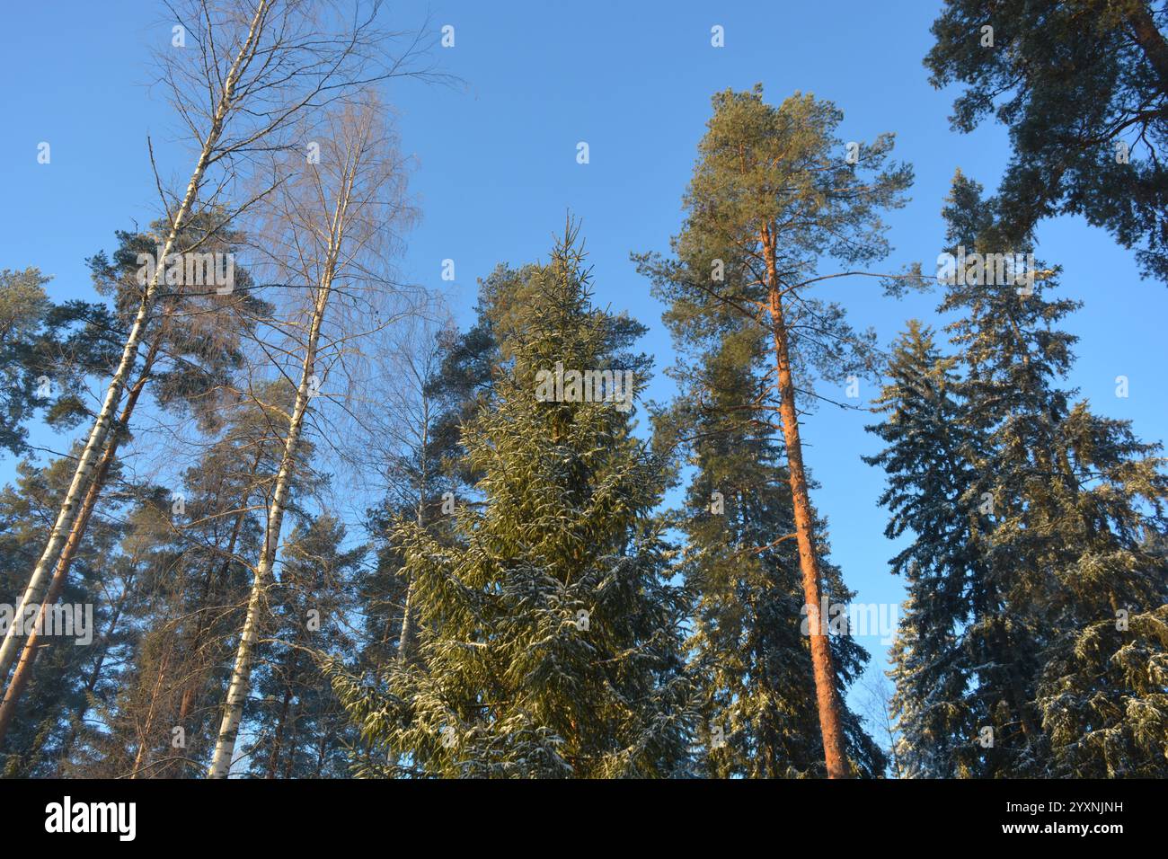 Beautiful bright winter nature, blue bright sky with long trees, long ...