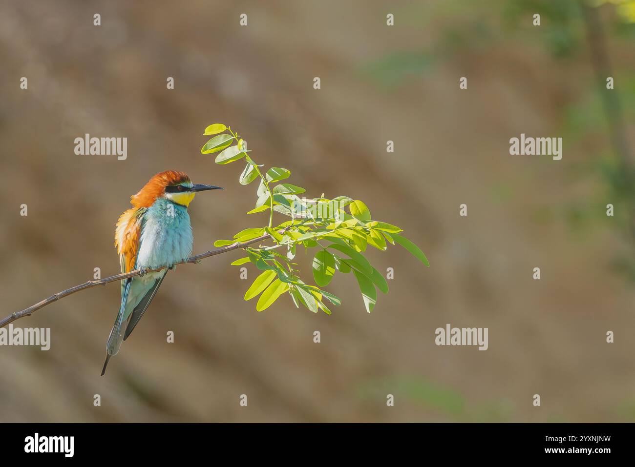 Bienenfresser auf ast hi-res stock photography and images - Alamy