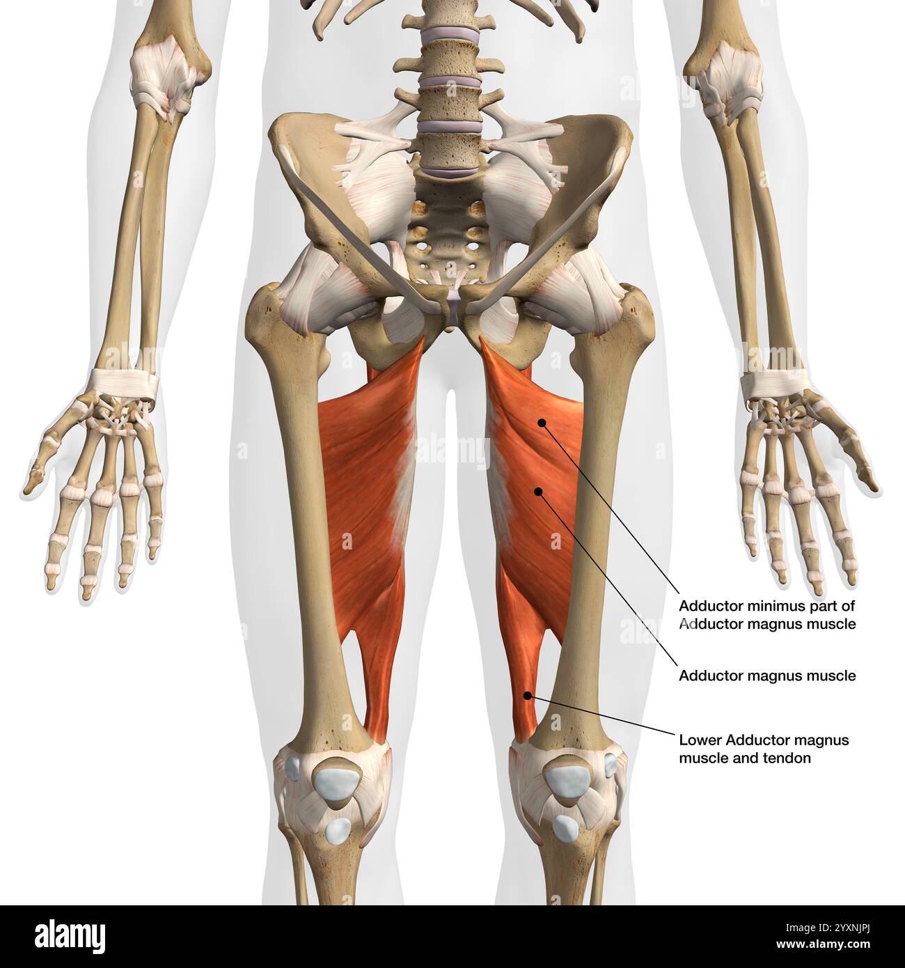 Anatomy Of The Adductor Magnus Muscle
