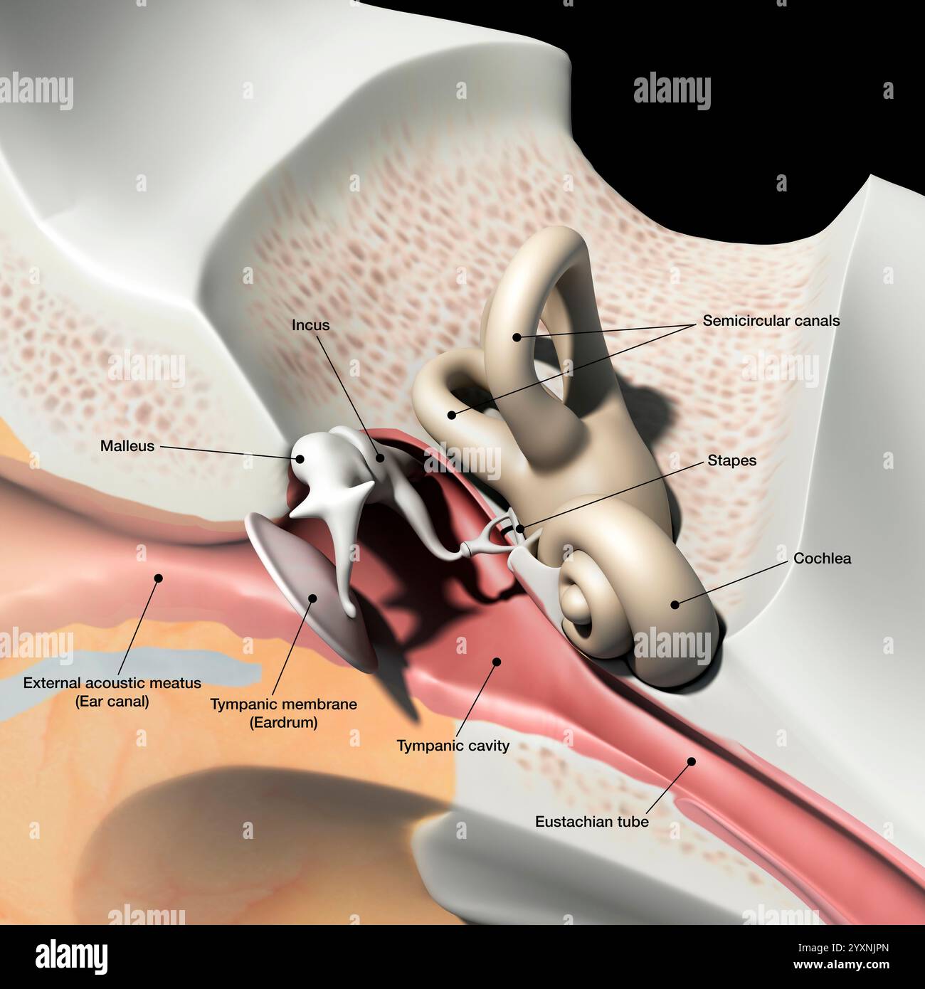 Cross section of the human ear, with labels Stock Photo - Alamy